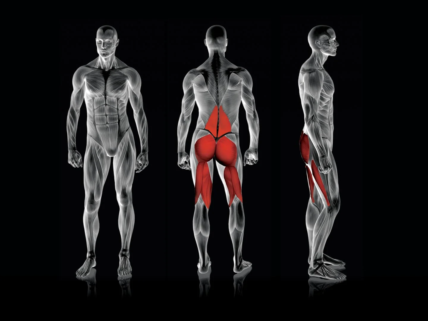 Buy Rogers Athletic - Reverse Glute-Ham Pro | Pendulum Online Australia ...