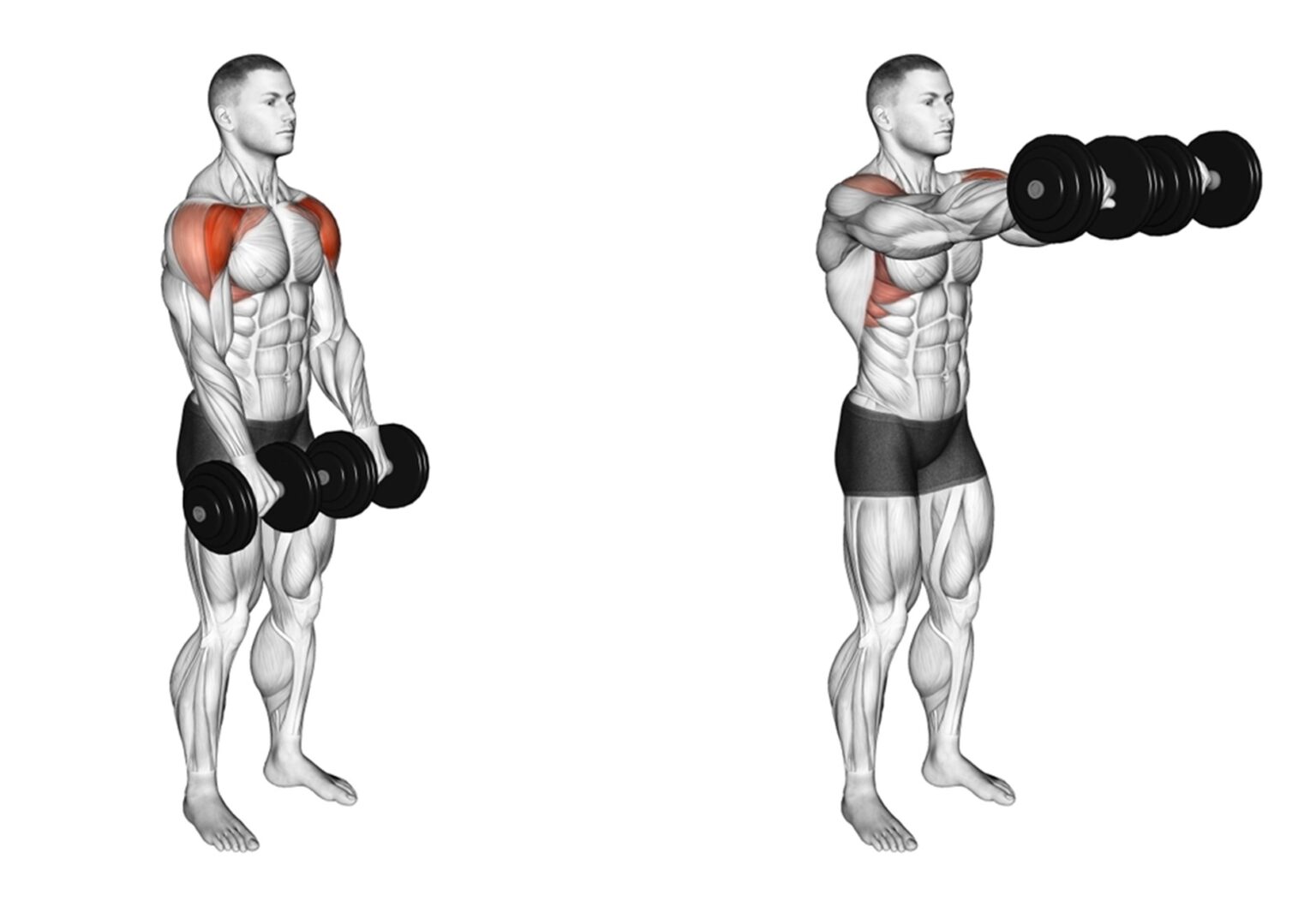 Dumbbell Front Raise Guide | Variations & Mistakes to Avoid